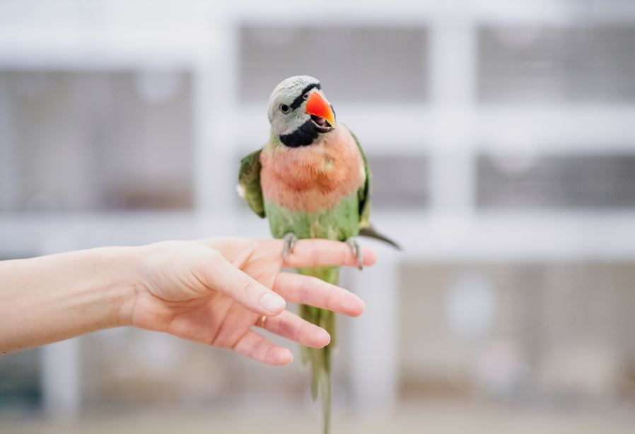 Exotic Pet Care - Tomé